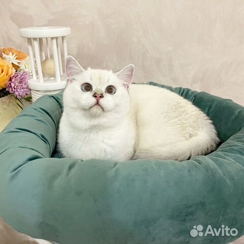 Британская серебристая шиншилла