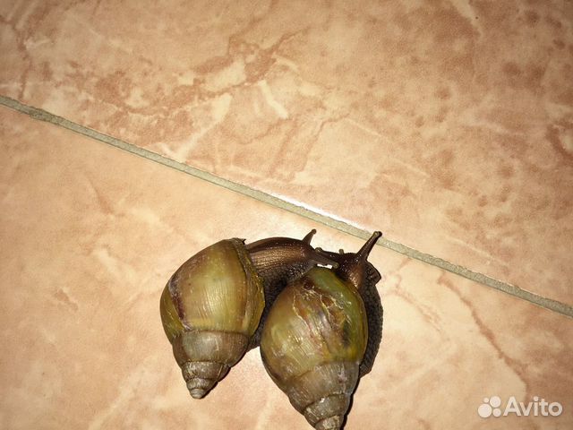 Улитки ахатины бесплатно