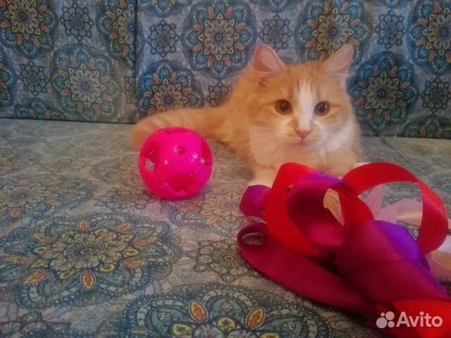 Котенок