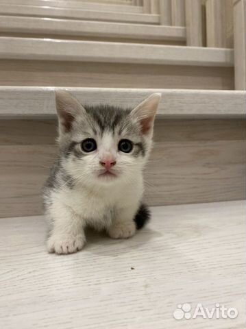 Котята в добрые руки,приучен к лотку