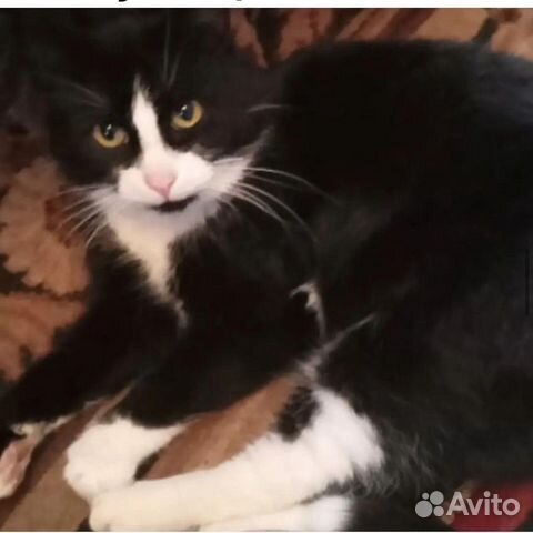 Кот усыпление
