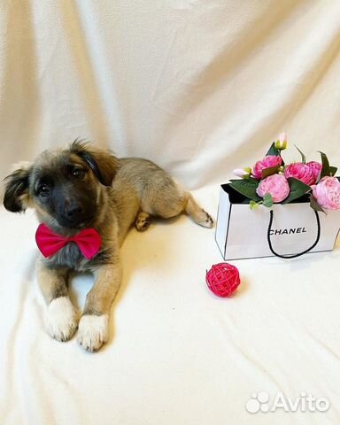 Ищет дом щенок не крупной Собачки Малинка