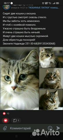 Кошки в добрые руки бесплатно