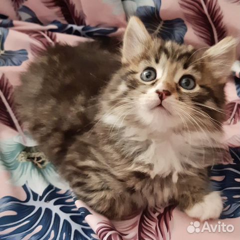 Котенок Малыш ищет семью