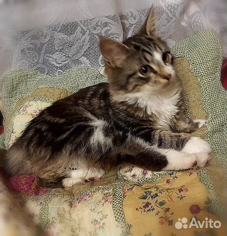 Сказочные пушистые котята