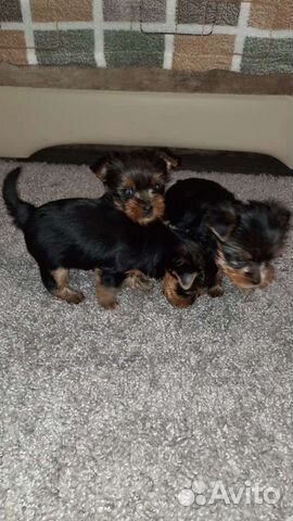 Йоркширский терьер мини