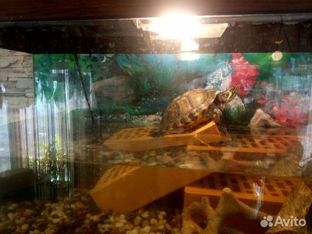 Красноухая черепаха с аквариумом