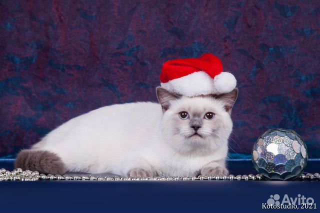 Белоснежная Шотландская девочка