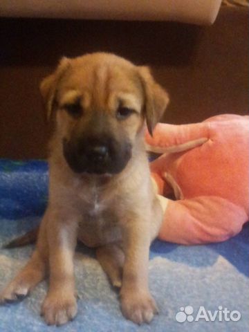 Отдам в надежные руки щенков