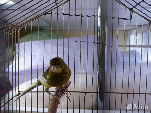 Кенара и канарейки