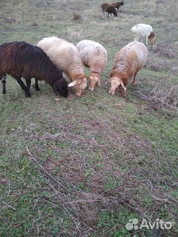 Овцы котные