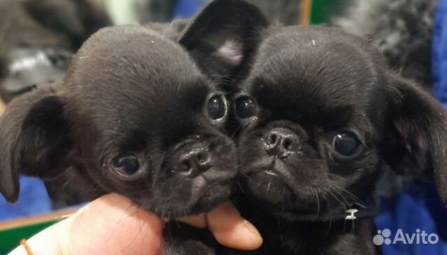 Черный бархат