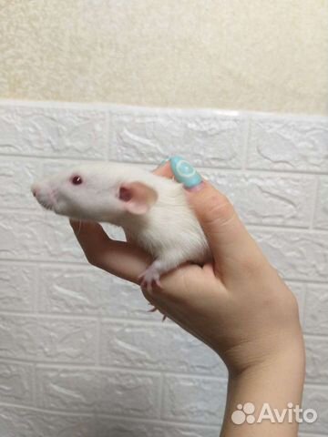 Крыса дамбо