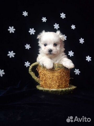 Мальтезик,малыш микро мини