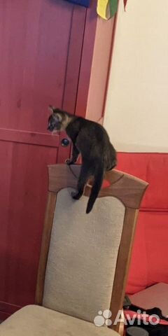 Котенок, абиссино-британец