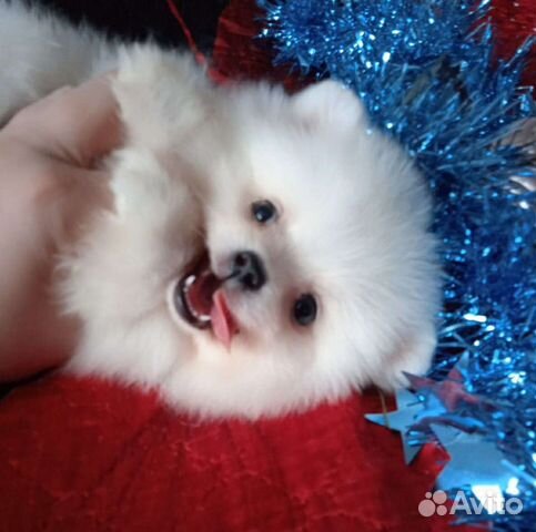 Померанский шпицы.Чудо Мишки