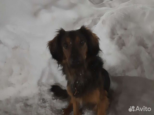 Найдена собака, проспект кароблестроителей