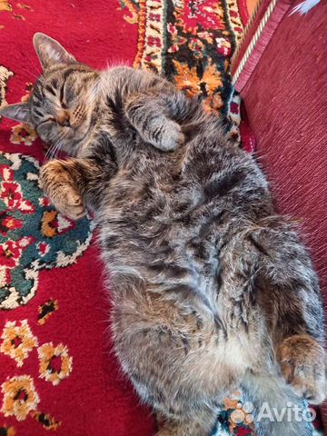 Кошки в добрые руки