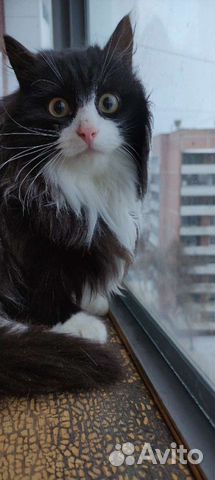 Котик