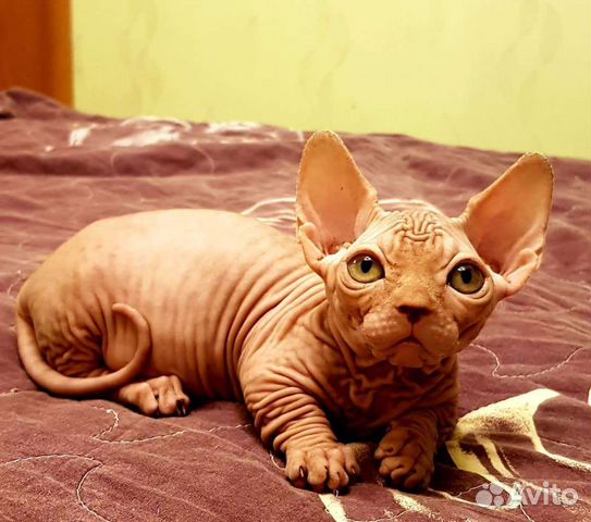 Бамбино- девочка