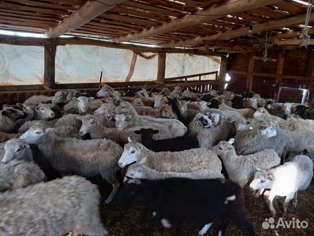 Овцы бараны