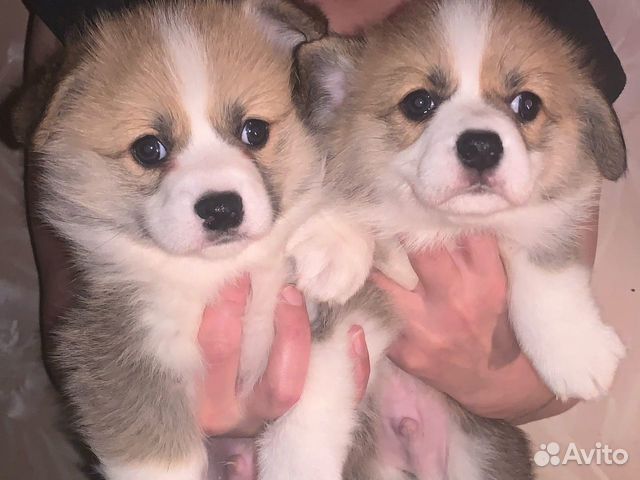 Щенки вельш-корги пемброк