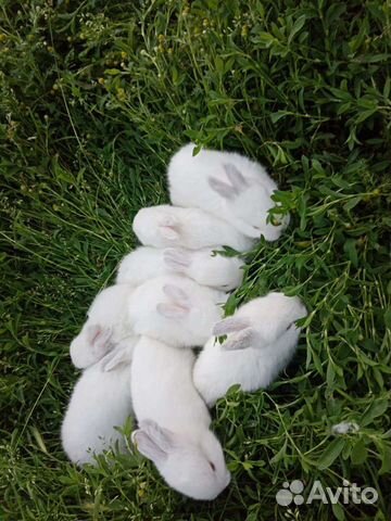 Кролики калифорнийской породы