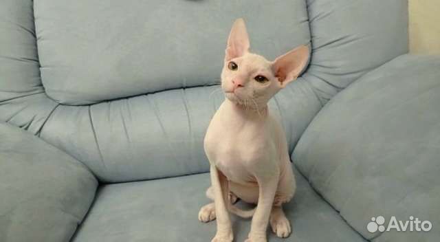 Канадский сфинкс