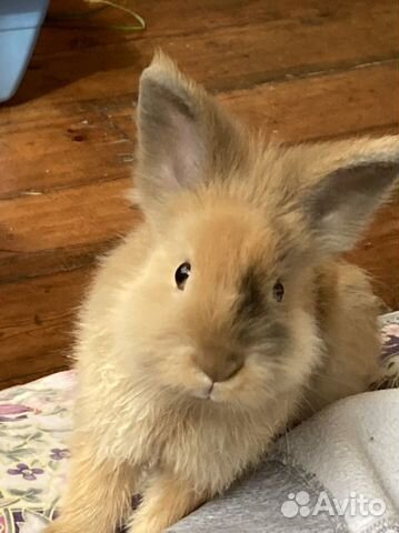 Отдам кролика в добрые руки
