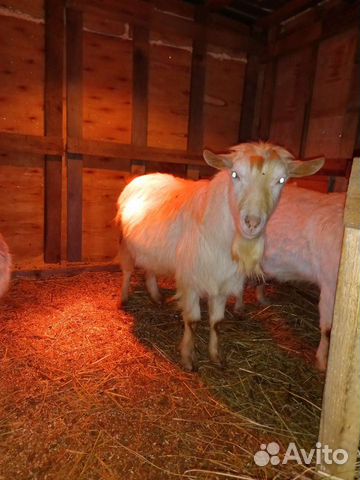 Козел зааненский