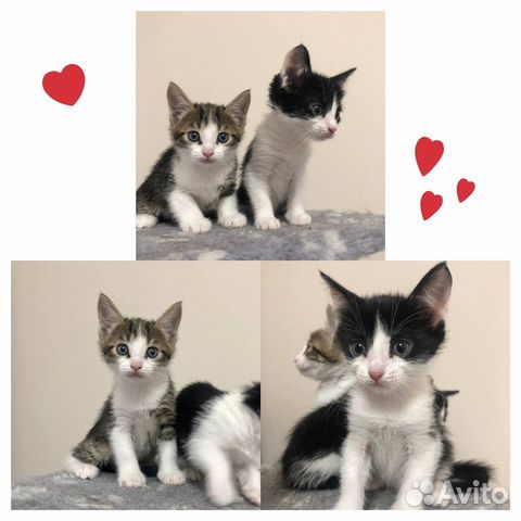 Котята котенок девочка