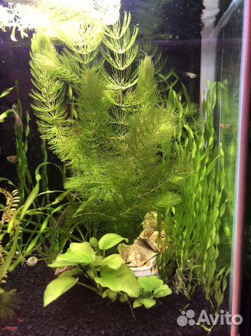 Роголистник и валлиснерия