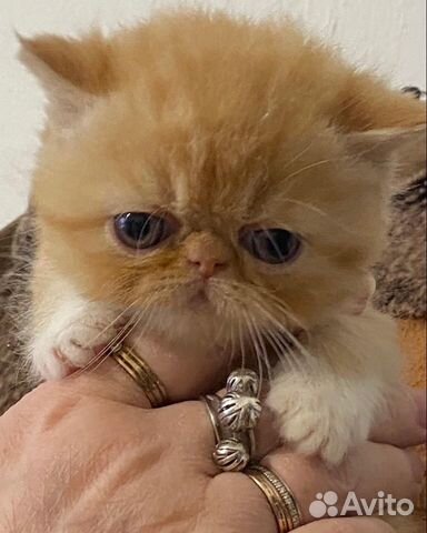 Экзотический плюшевый Рыжик