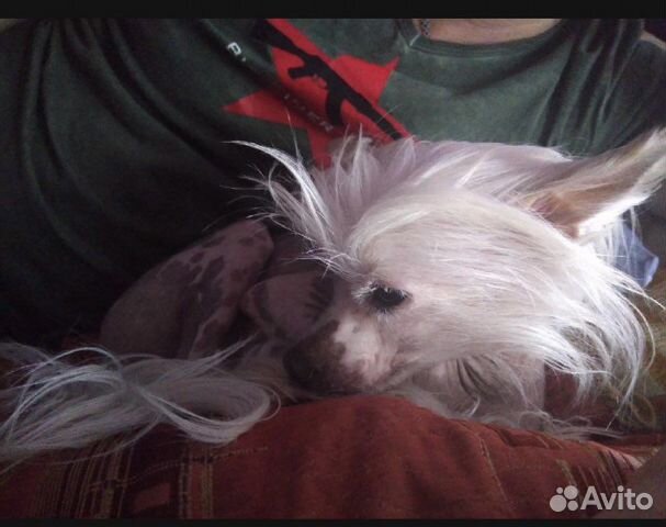 Китайская хохлатая