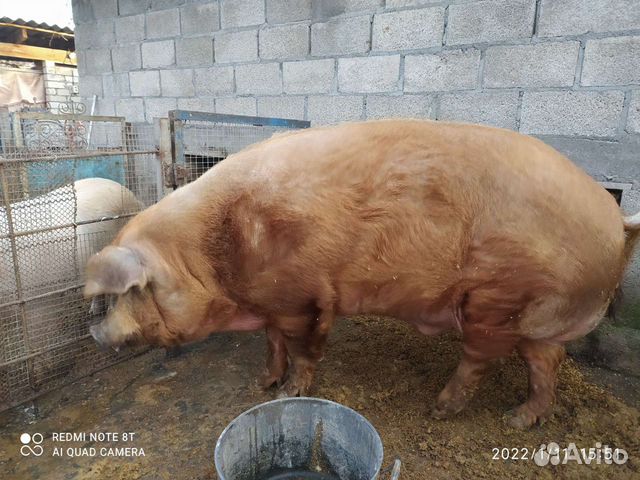 Хряк на племя дюрок