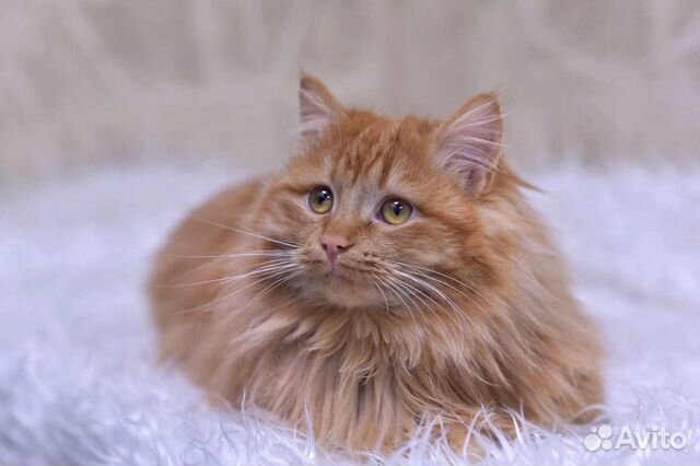 Котик-подросток красавец