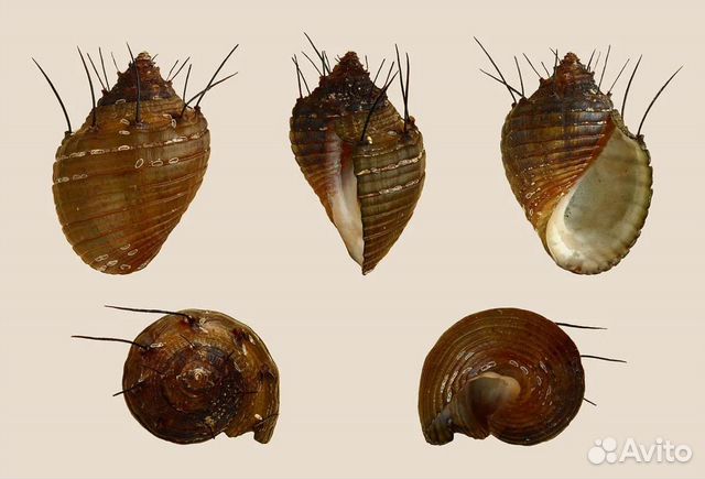 Улитка волосатая(тиара)