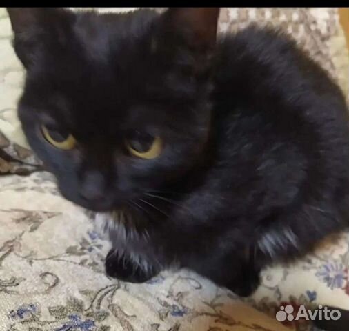 Кошка в дар