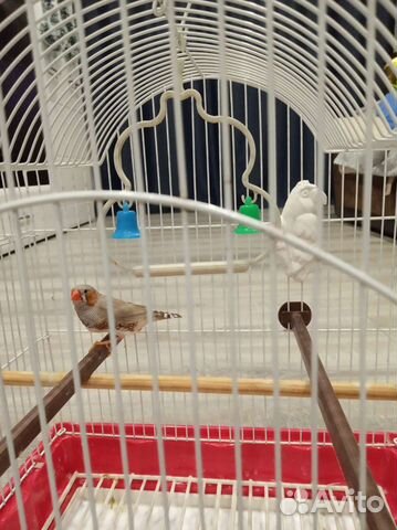 Амадин(самец)