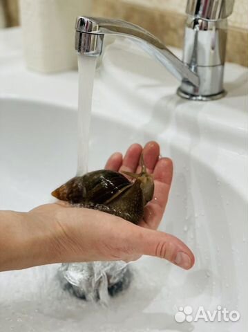 Яйца и улитята Улитки Ахатин