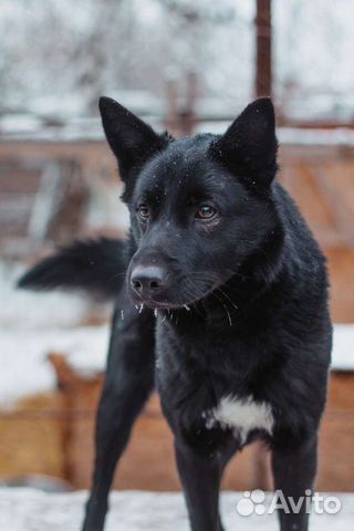 Небольшой по размеру пес по кличке Паж хочет домой