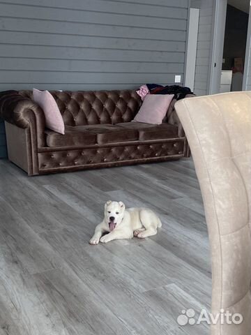 Щенок Алабай (сао)