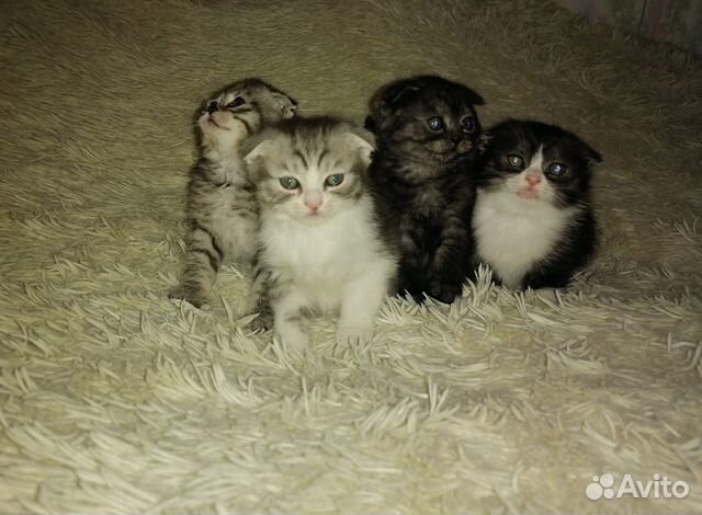 Котята шотландские вислоухие