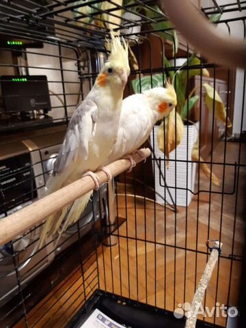 Попугай корелла пара