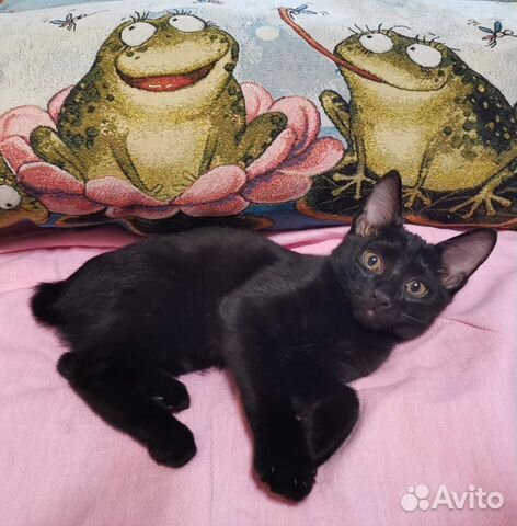 Курильский бобтейл девочка