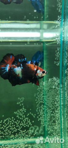 Элитные петушки Халф Мун Кои