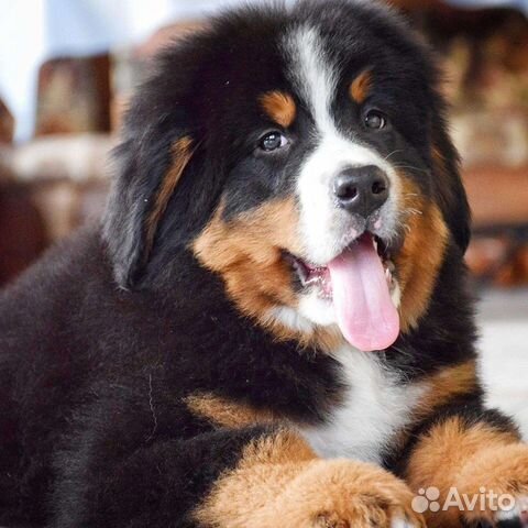 Бернский зенненхунд