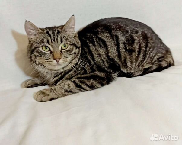 Котик Тима сидит в клетке. Котёнку нужно бегать