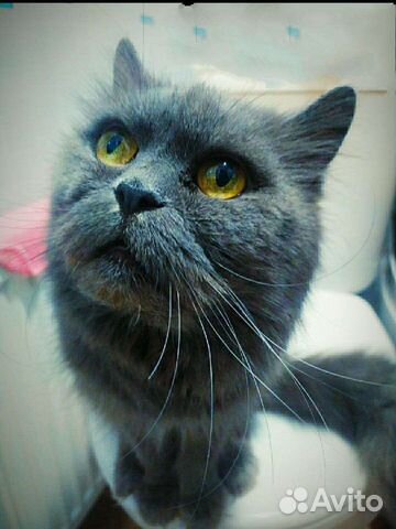 Чеширский кот