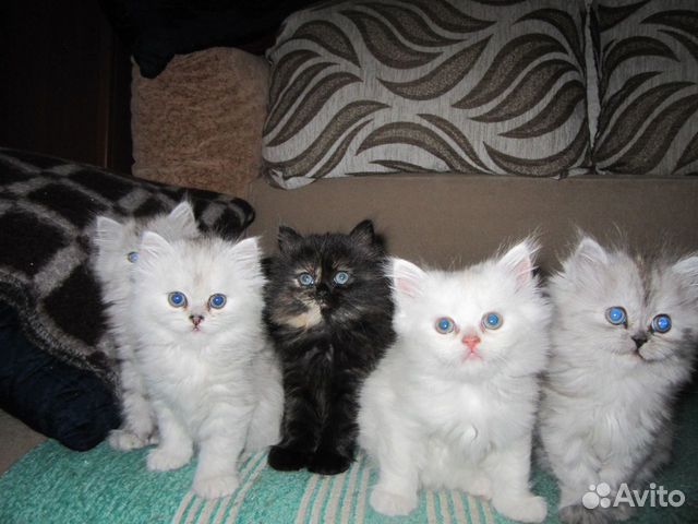 Серебристые котята